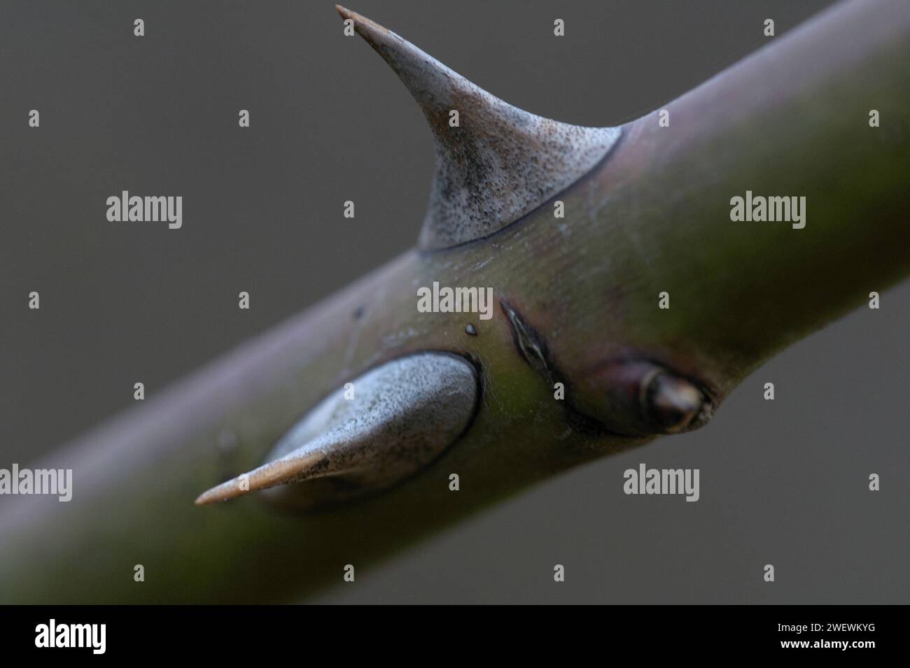 Bush with thorns hi-res stock photography and images - Alamy