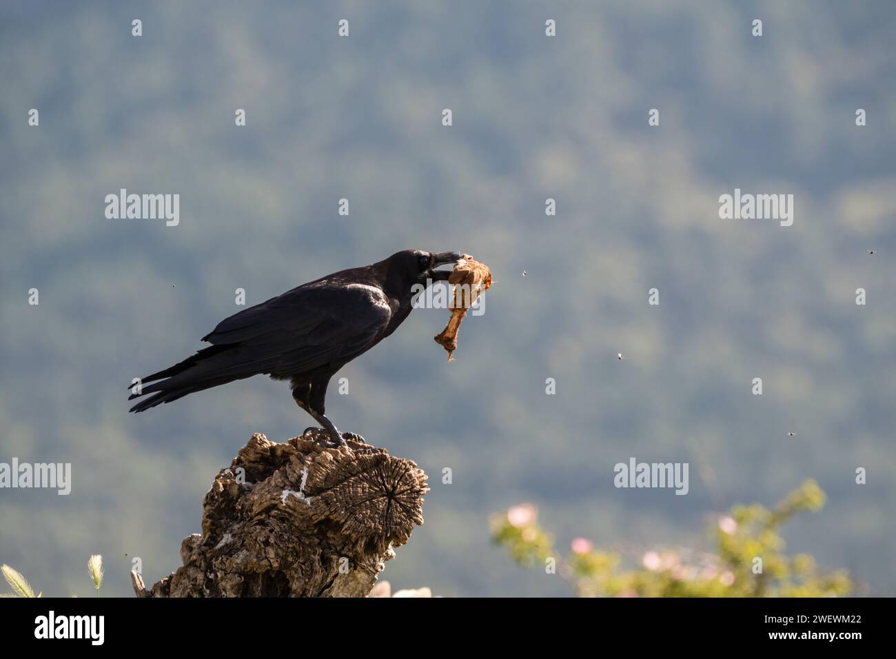 common raven, Corvus corax, eating perched on a tree trunk, Catalonia ...