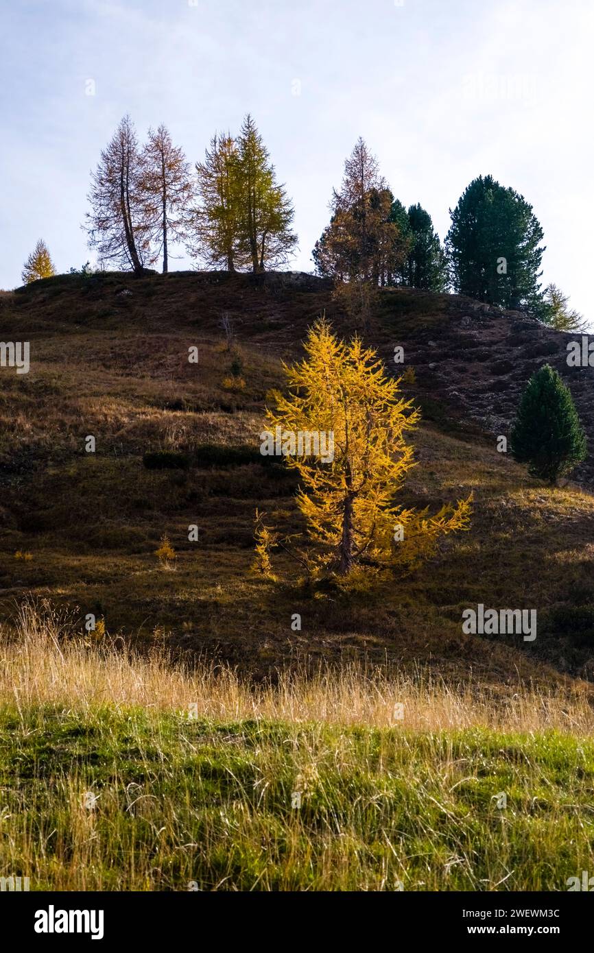 Tree growing in italian dolomites hi-res stock photography and images ...