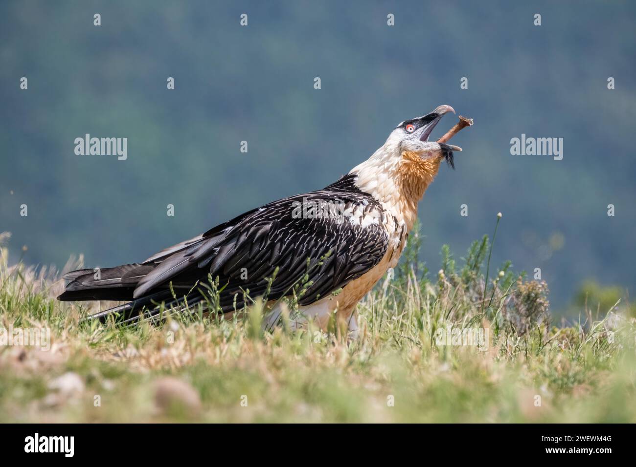 bearded vulture, Gypaetus barbatus, eating a bone, on the ground ...