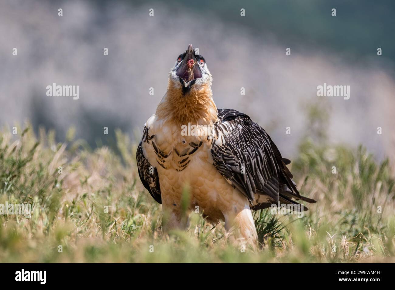bearded vulture, Gypaetus barbatus, eating a bone, on the ground ...