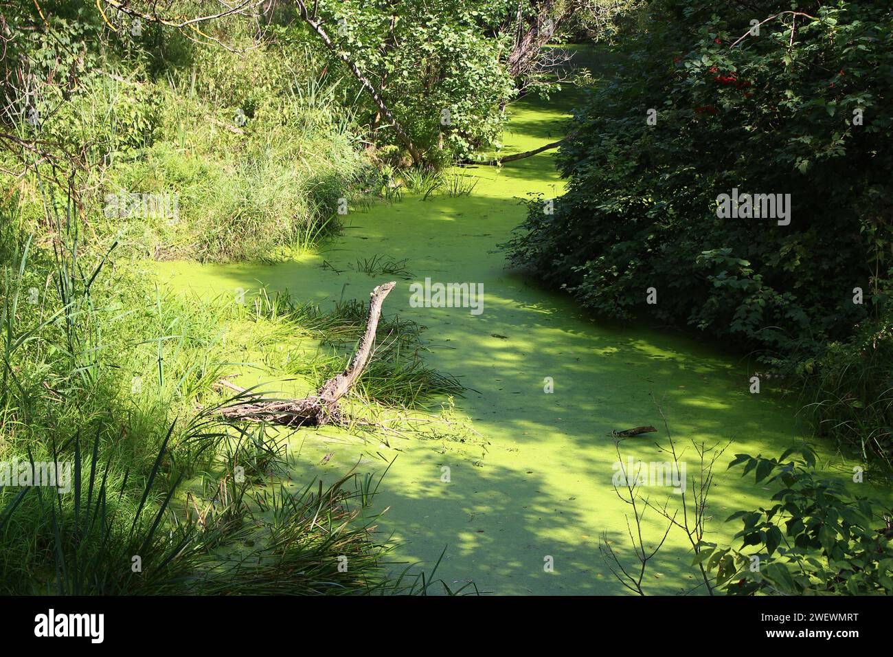Swampy pond covered with green duckweed surrounded by thickets Stock ...
