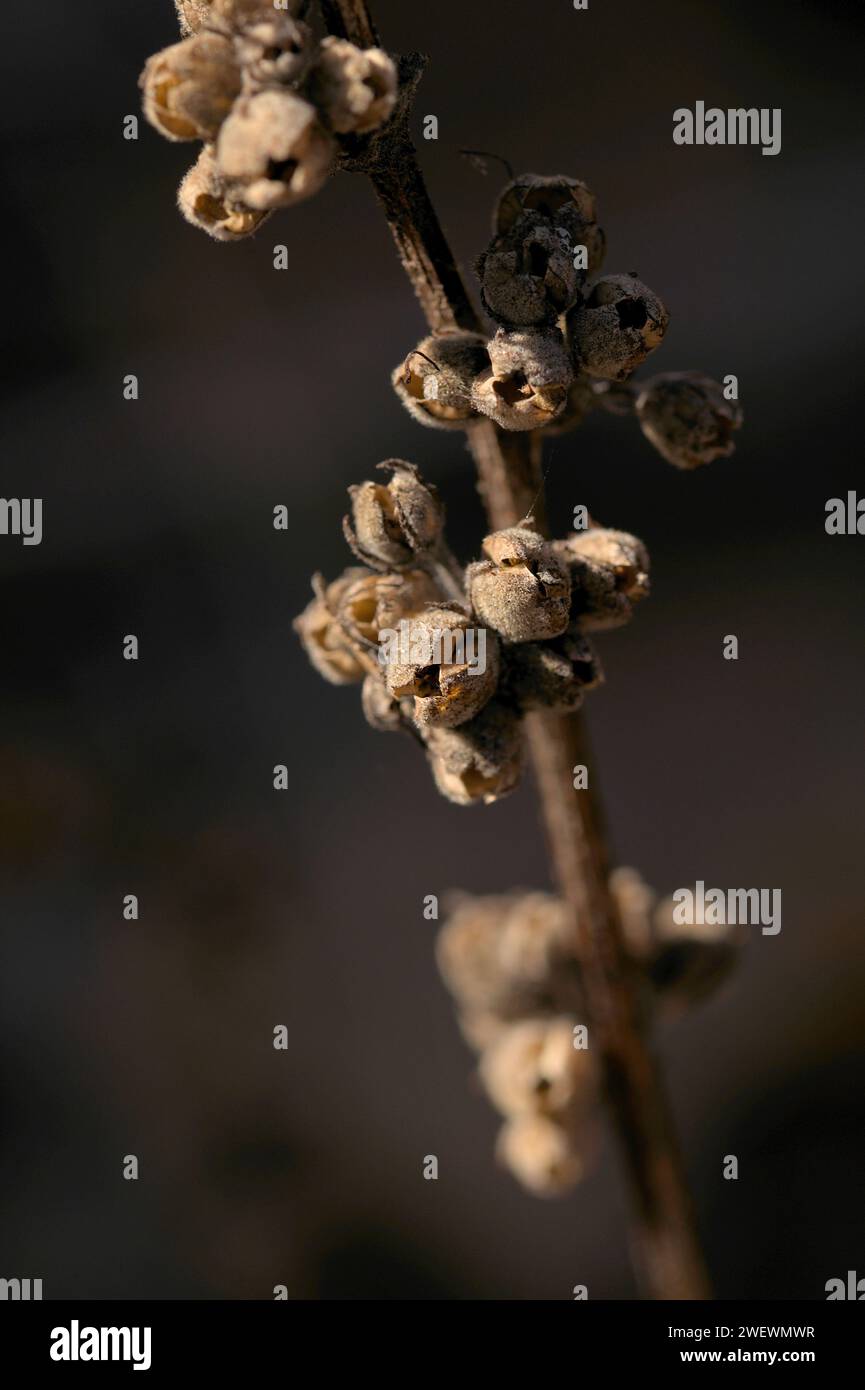 Dried stem hi-res stock photography and images - Alamy