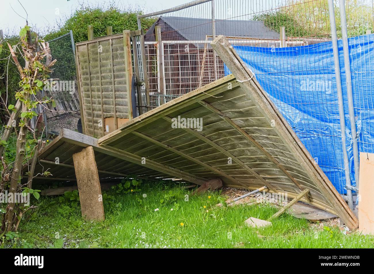 a collapsed wooden garden fence after stormy weather Stock Photo - Alamy