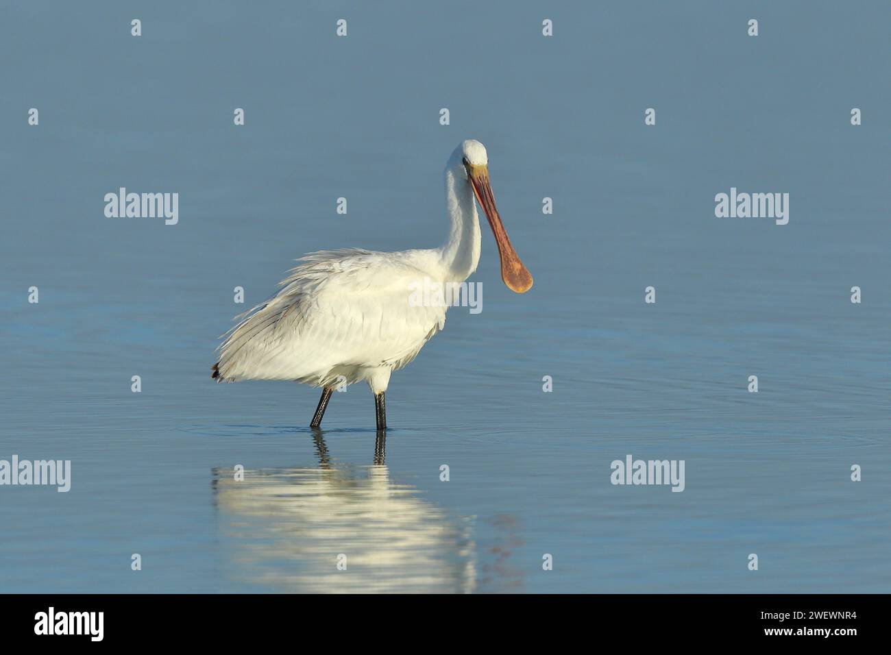 Spoonbill (Platalea leucorodia), young bird looking for food, animal ...
