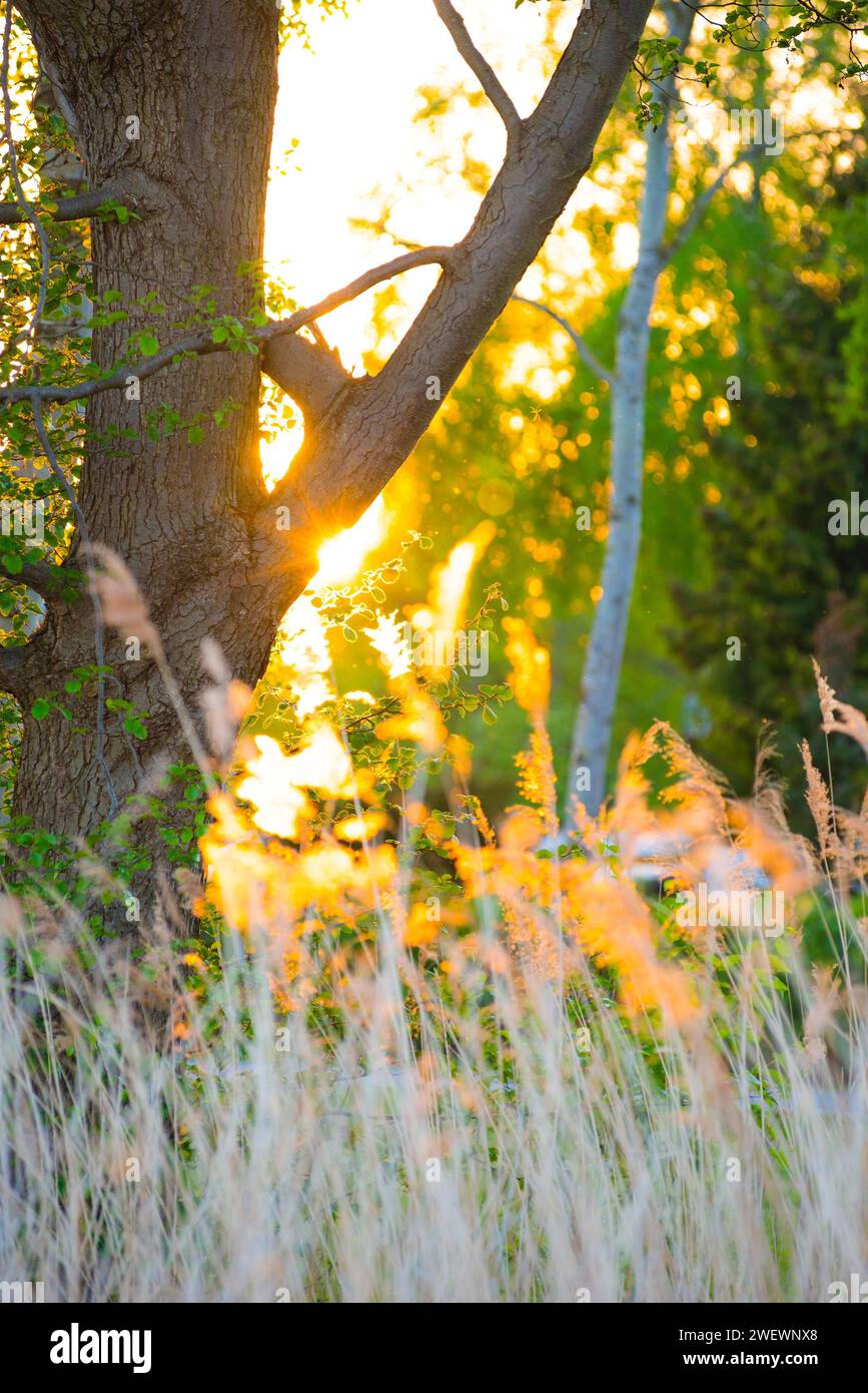 The warm light of the setting sun falls through grasses and trees ...