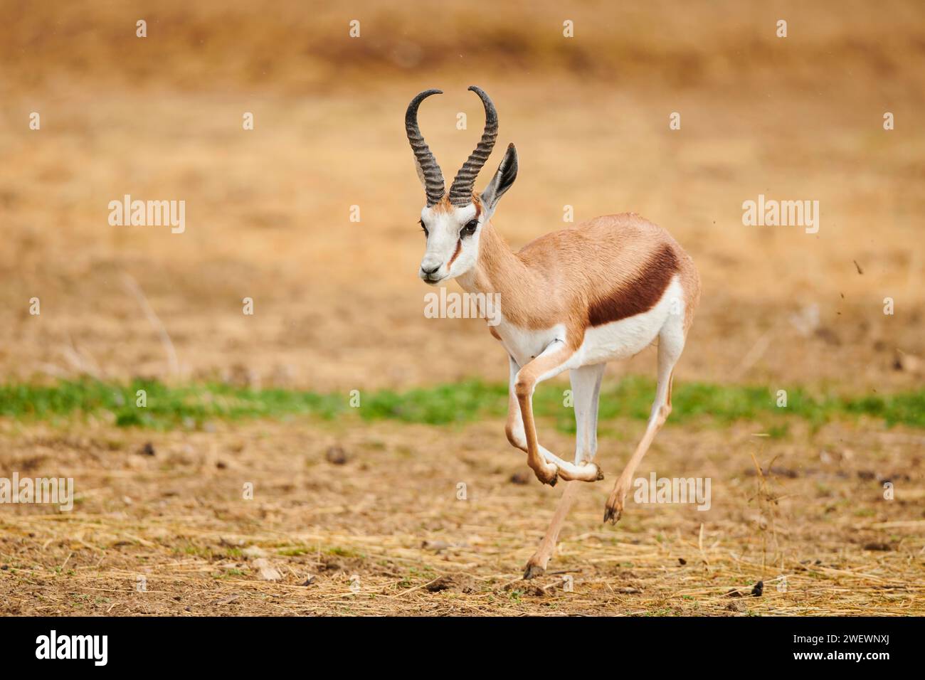 Springbok (Antidorcas marsupialis) in the dessert, captive ...