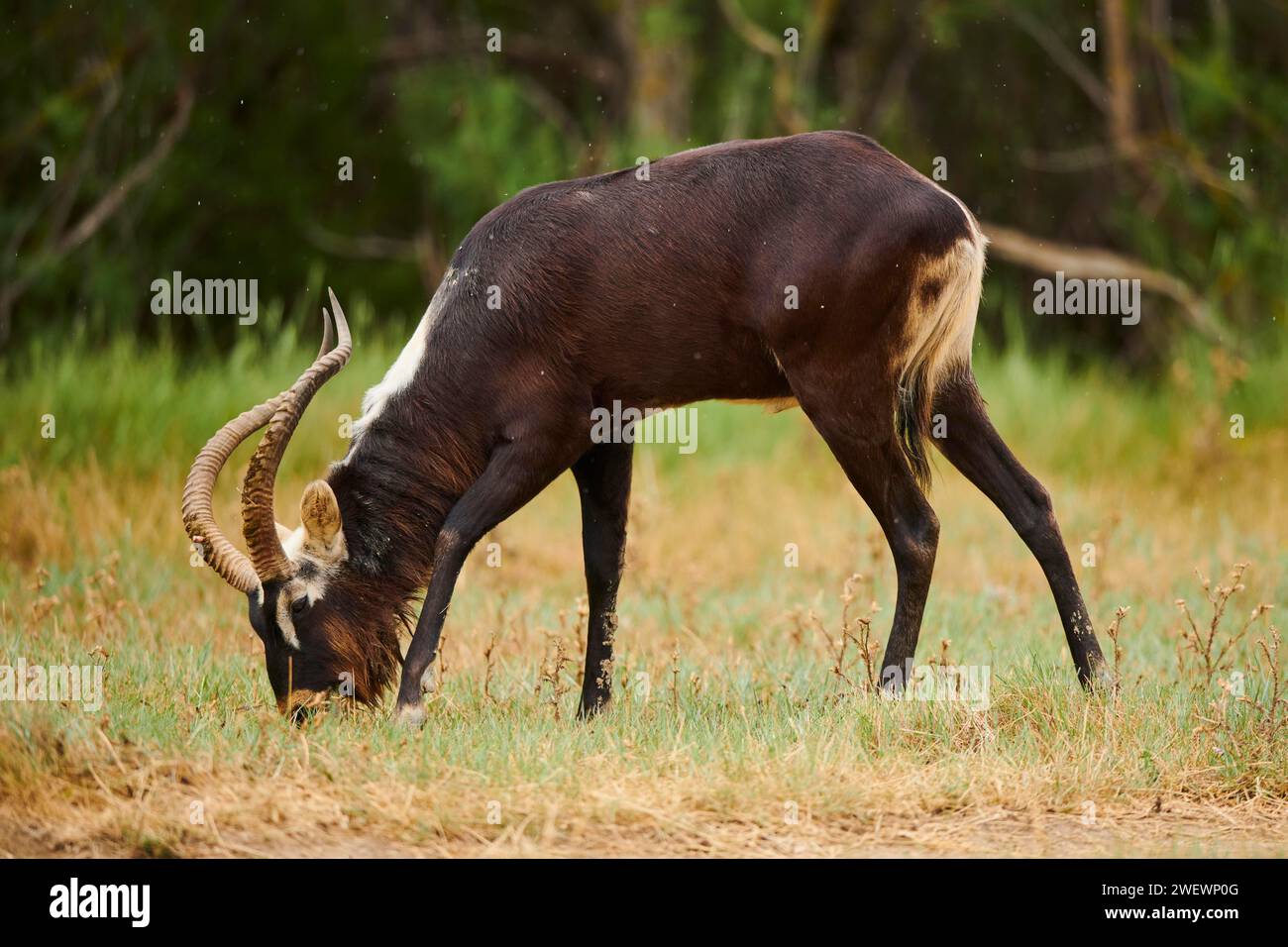 Nile lechwe (Kobus megaceros), standing, captive, distribution Africa ...