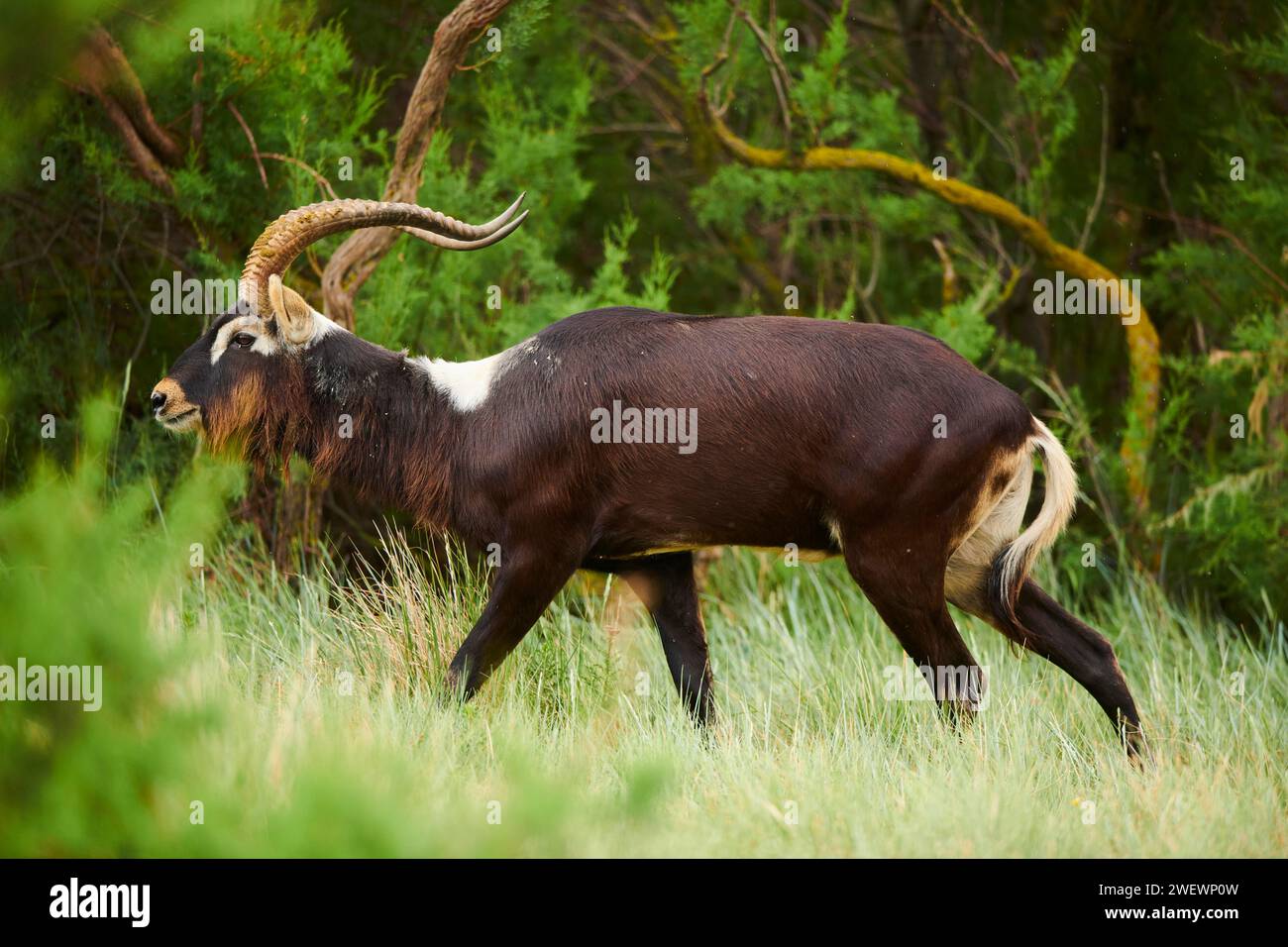 Nile lechwe (Kobus megaceros), walking, captive, distribution Africa ...