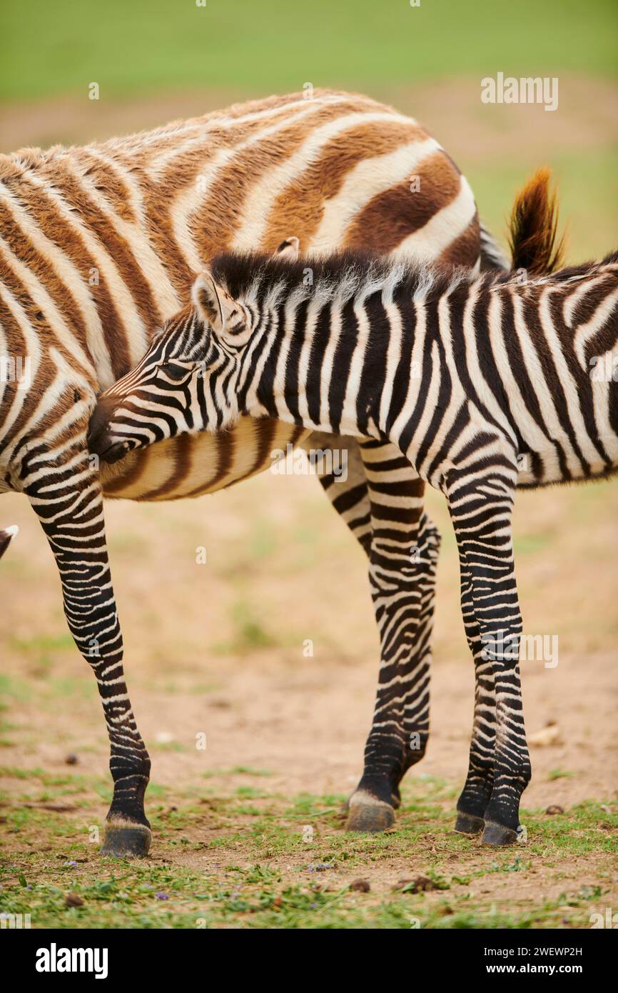 Plains zebra (Equus quagga) foal, portrait, captive, distribution ...