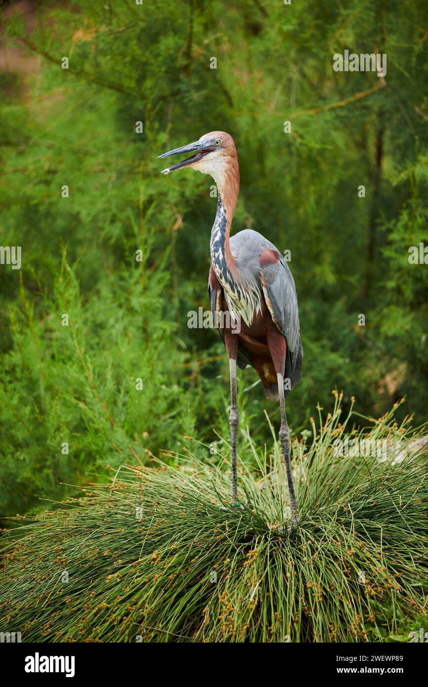 Goliath heron (Ardea goliath) standing in the bushes at the water ...
