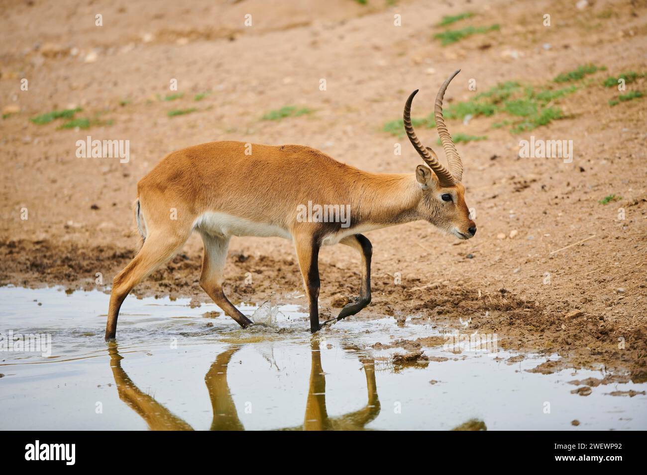 Southern lechwe (Kobus leche) in a waterhole in the dessert, captive ...