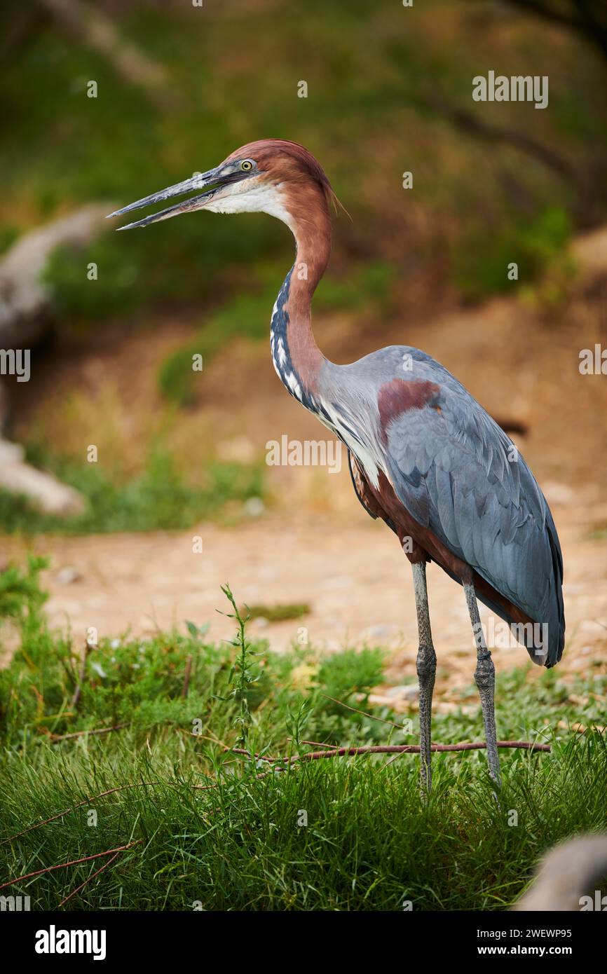 Goliath heron (Ardea goliath) standing in the bushes at the water ...