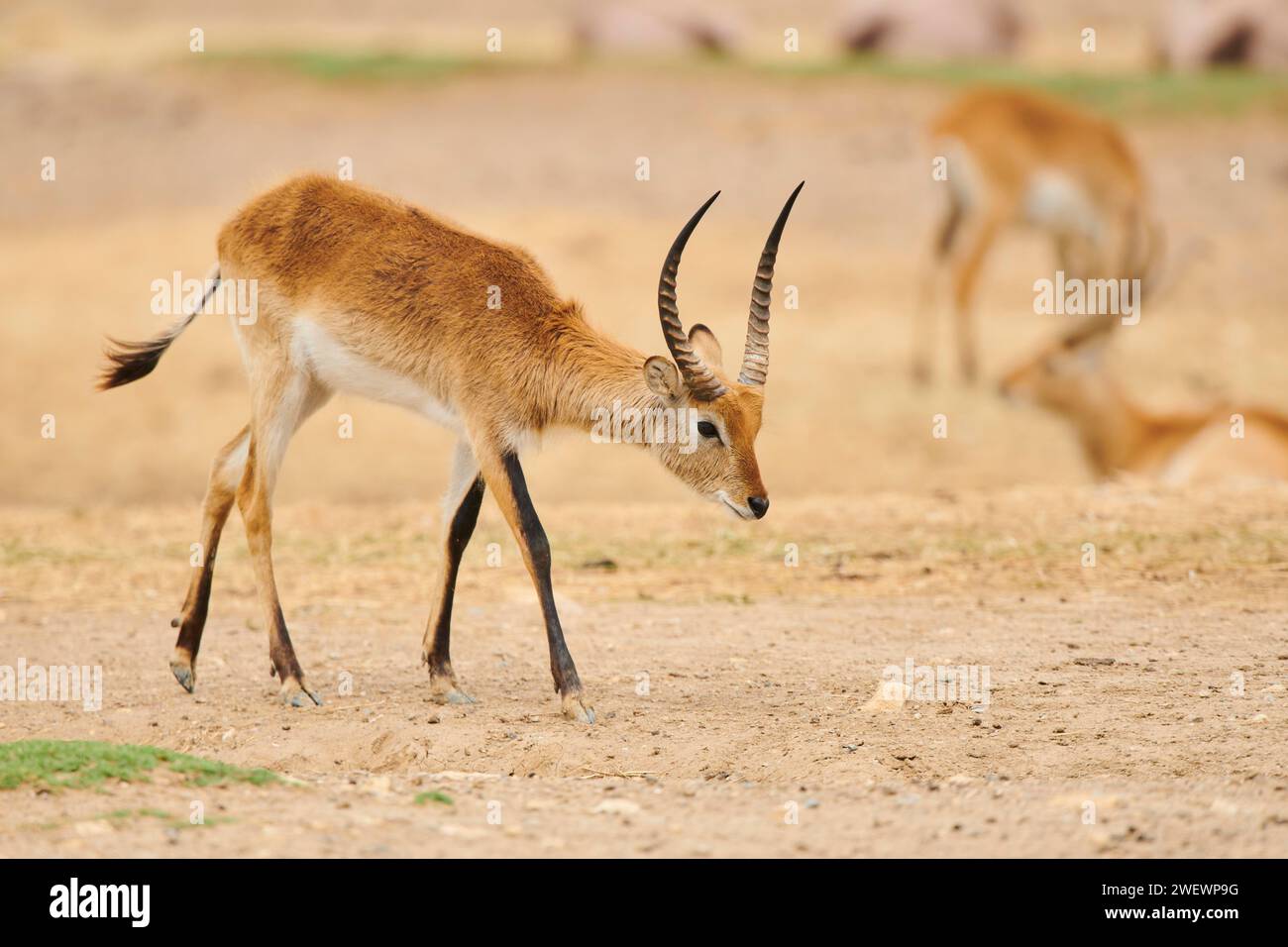 Southern lechwe (Kobus leche) in the dessert, captive, distribution ...
