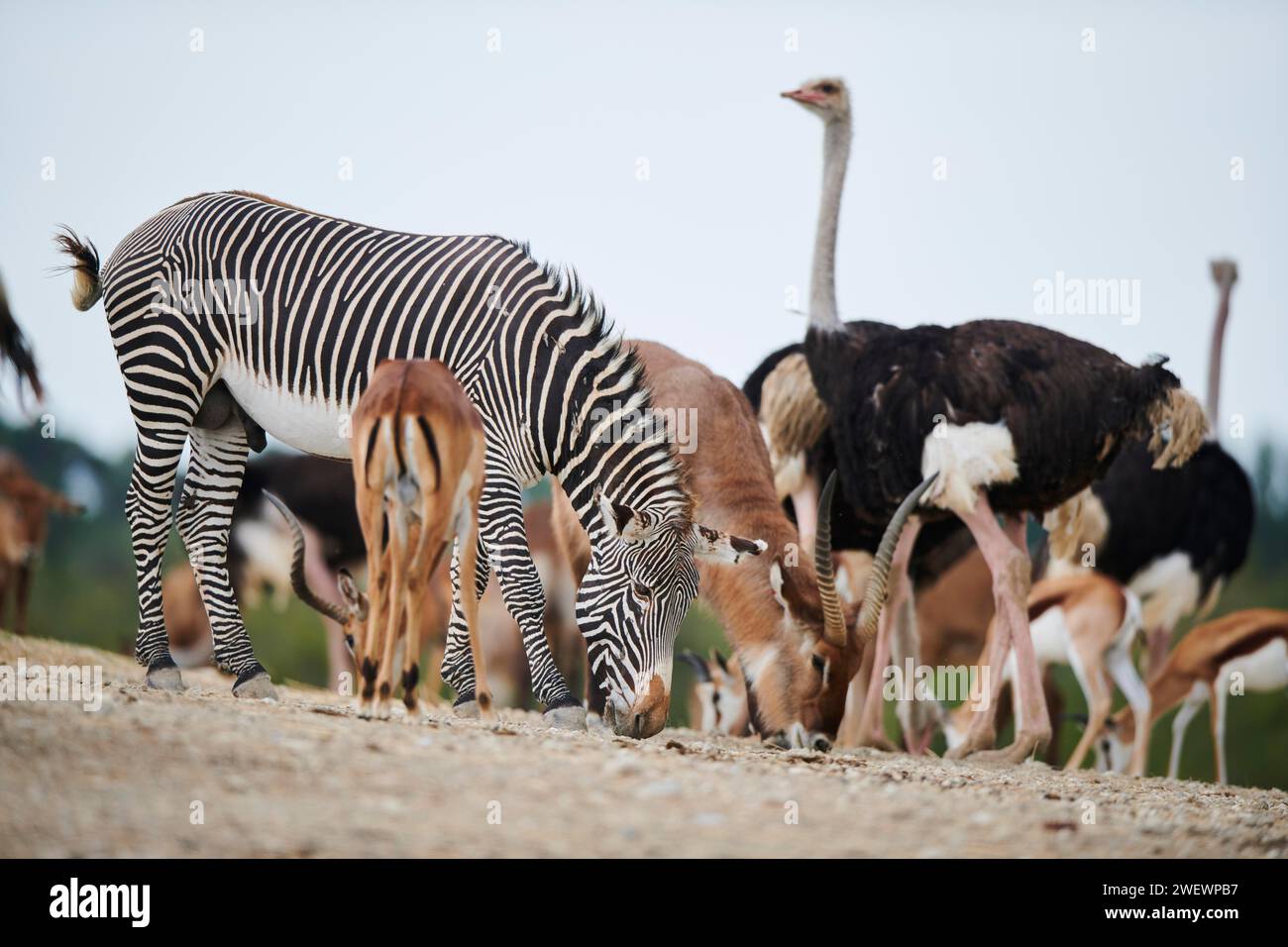 Common ostrich (Struthio camelus), Waterbuck (Kobus defassa) and Plains ...