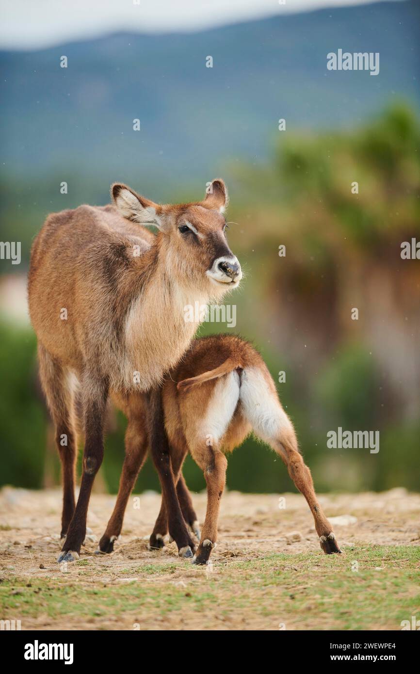 Waterbuck (Kobus defassa) mother with calf in the dessert, captive ...