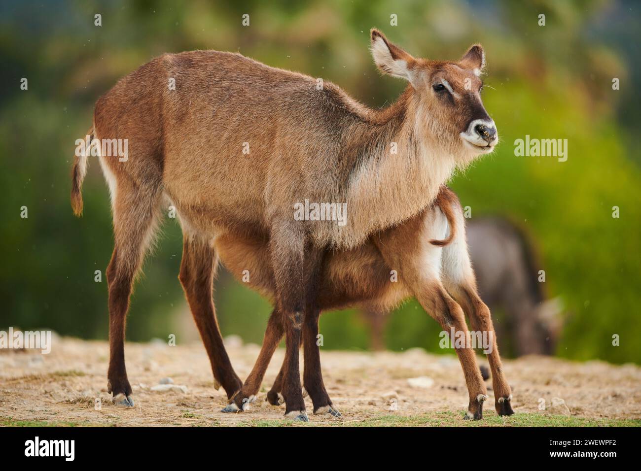 Waterbuck (Kobus defassa) mother with calf in the dessert, captive ...