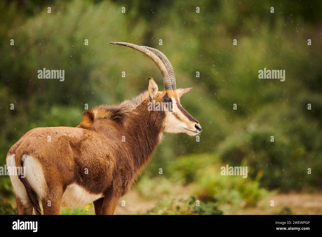 Sable antelope (Hippotragus niger) in the dessert, captive ...