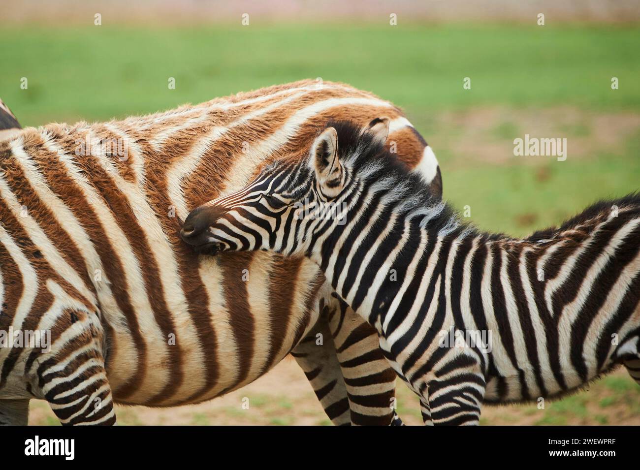 Plains zebra (Equus quagga) foal, portrait, captive, distribution ...