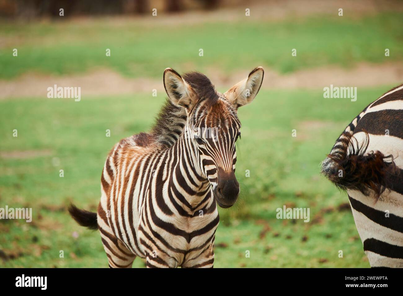 Plains zebra (Equus quagga) foal, portrait, captive, distribution ...