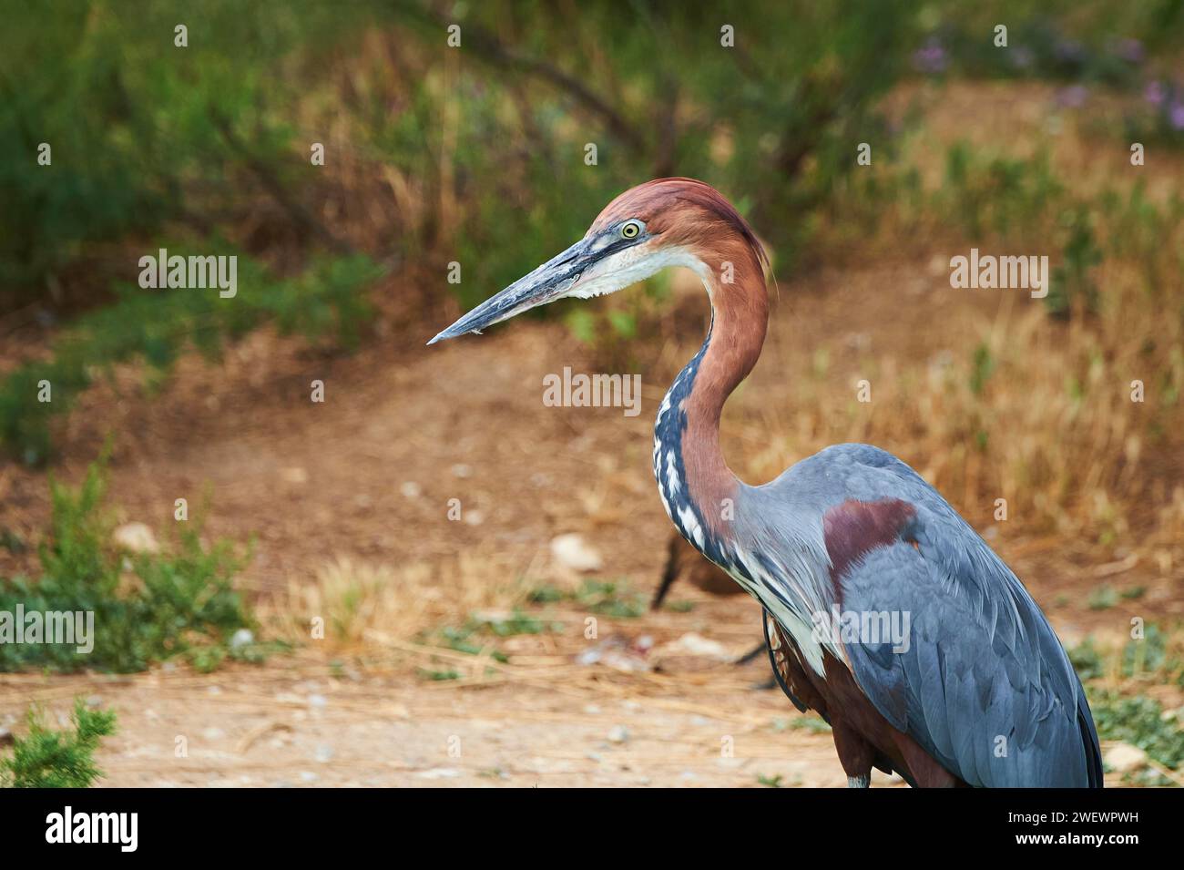 Goliath heron (Ardea goliath) standing in the bushes at the water ...
