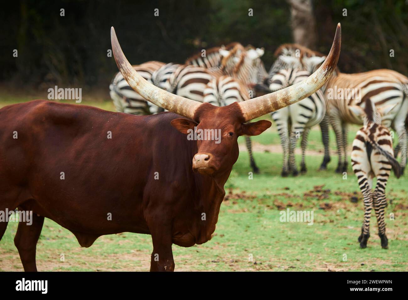 Captive cattle hi-res stock photography and images - Alamy