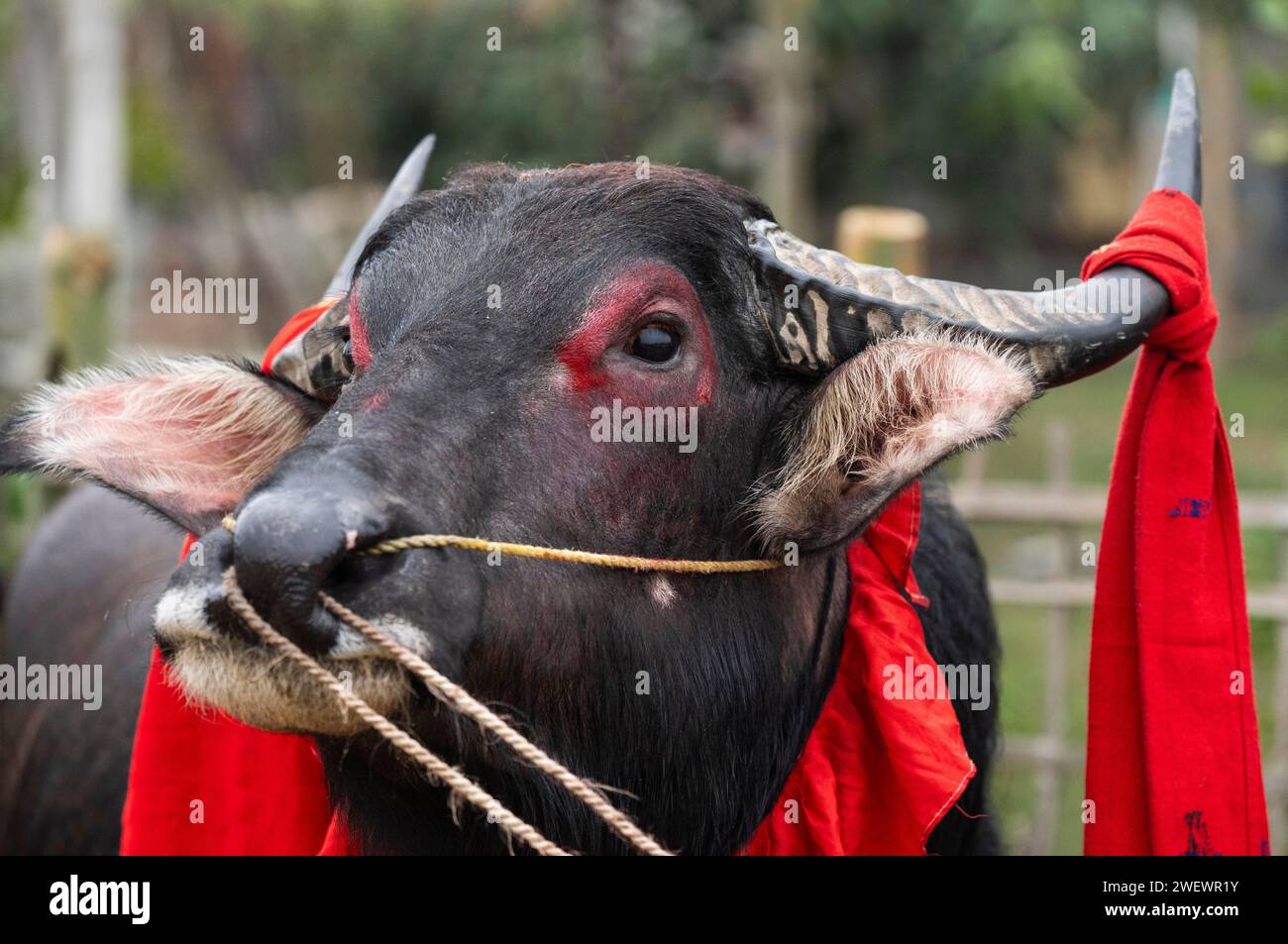 A decorated buffalo during traditional Moh-Juj (Buffalo fight ...
