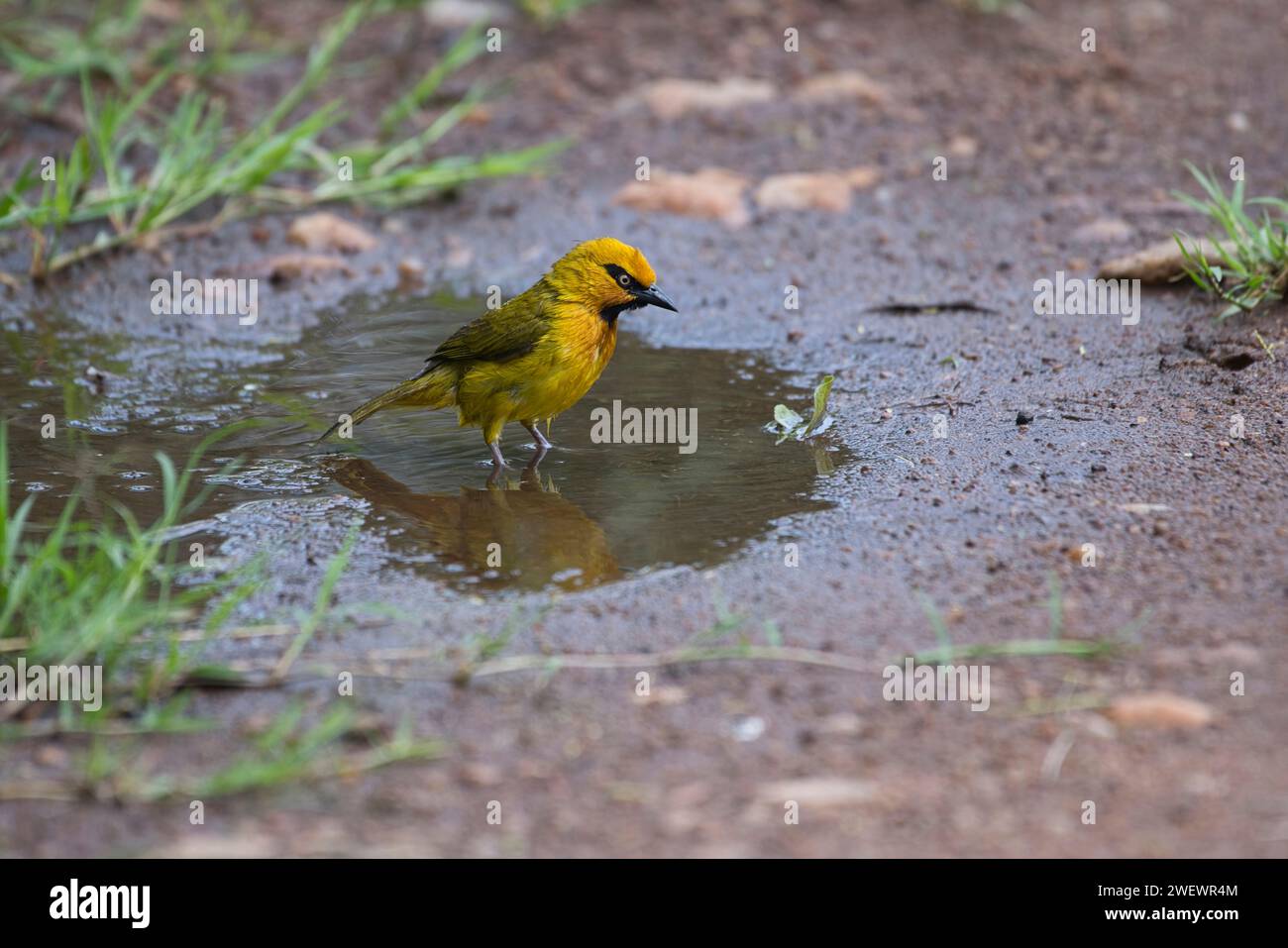 Spectacled weaver (Ploceus ocularis), male bathing in a temporary ...