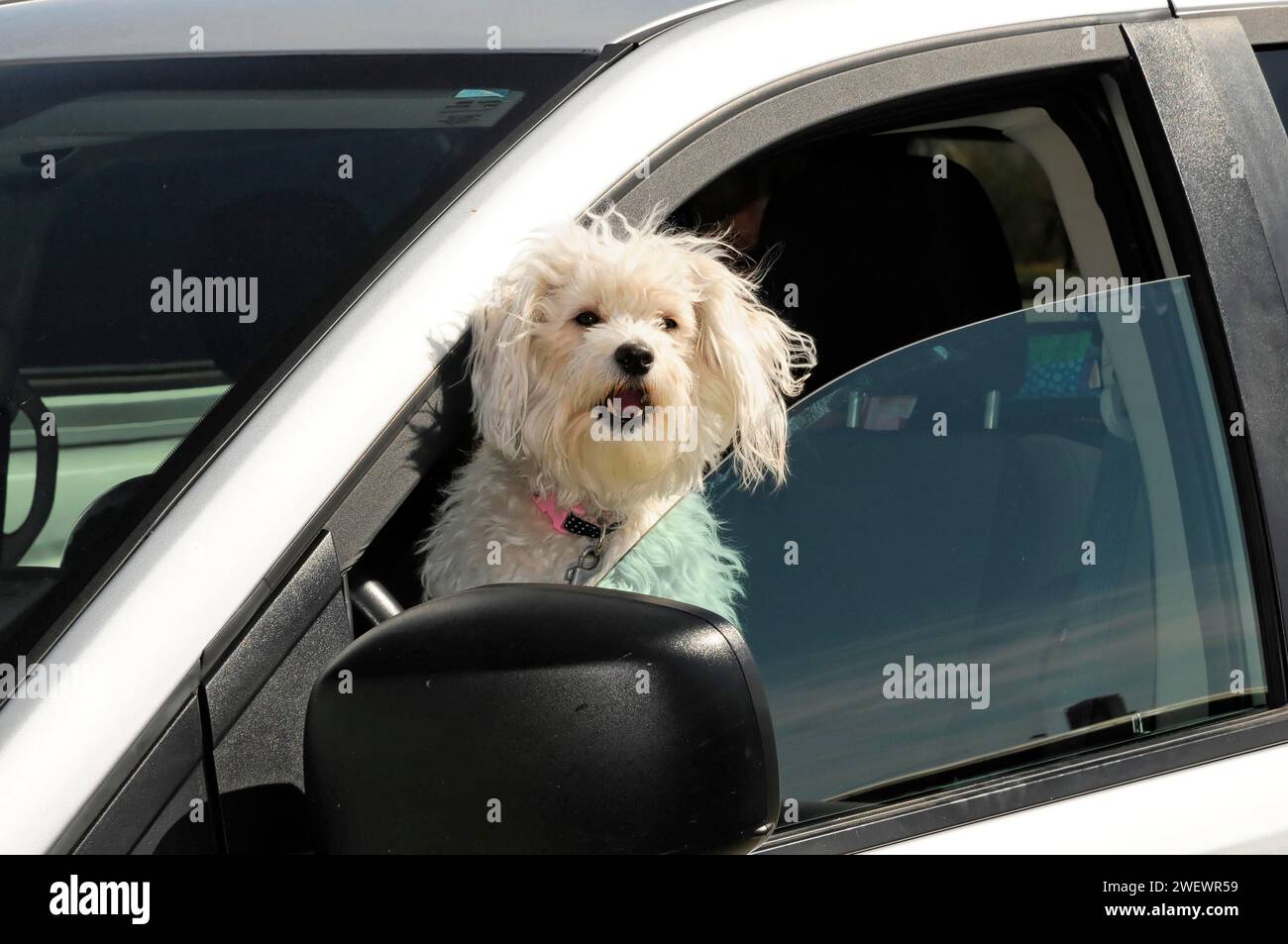 Car parked fuel station hi-res stock photography and images - Alamy