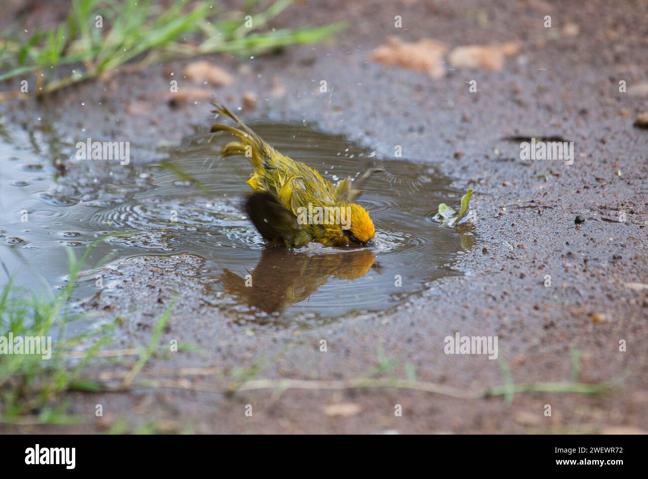 Spectacled weaver (Ploceus ocularis), male bathing in a temporary ...