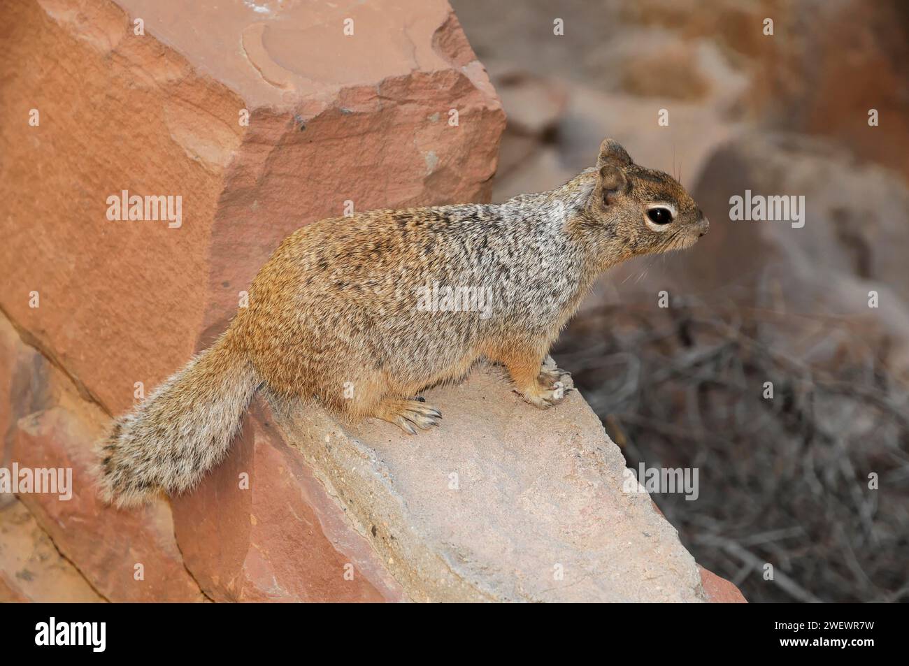 Fox squirrel (Sciurus niger), male, Zion National Park, Utah, Arizona ...