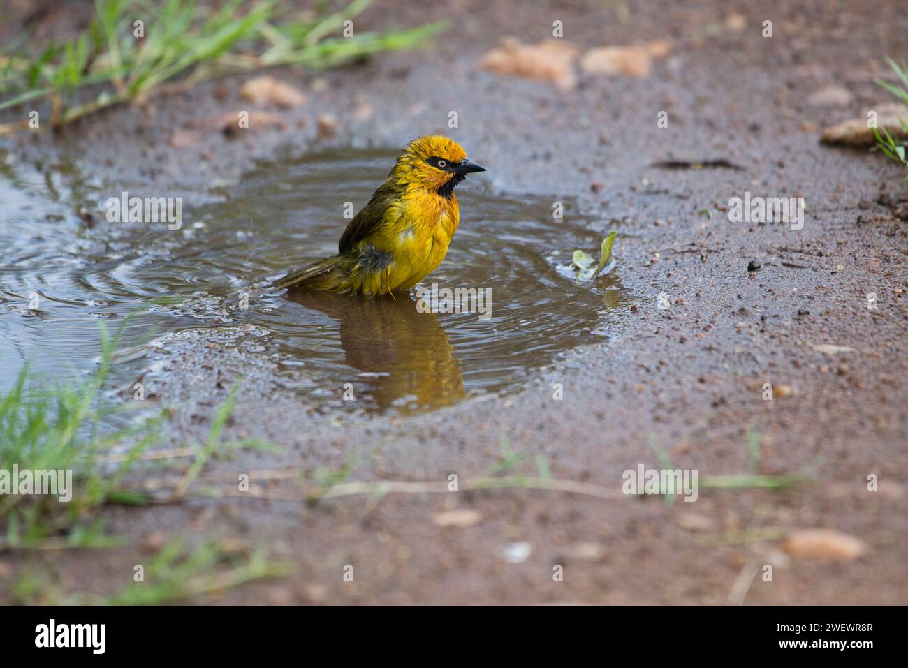 Spectacled weaver (Ploceus ocularis), male bathing in a temporary ...