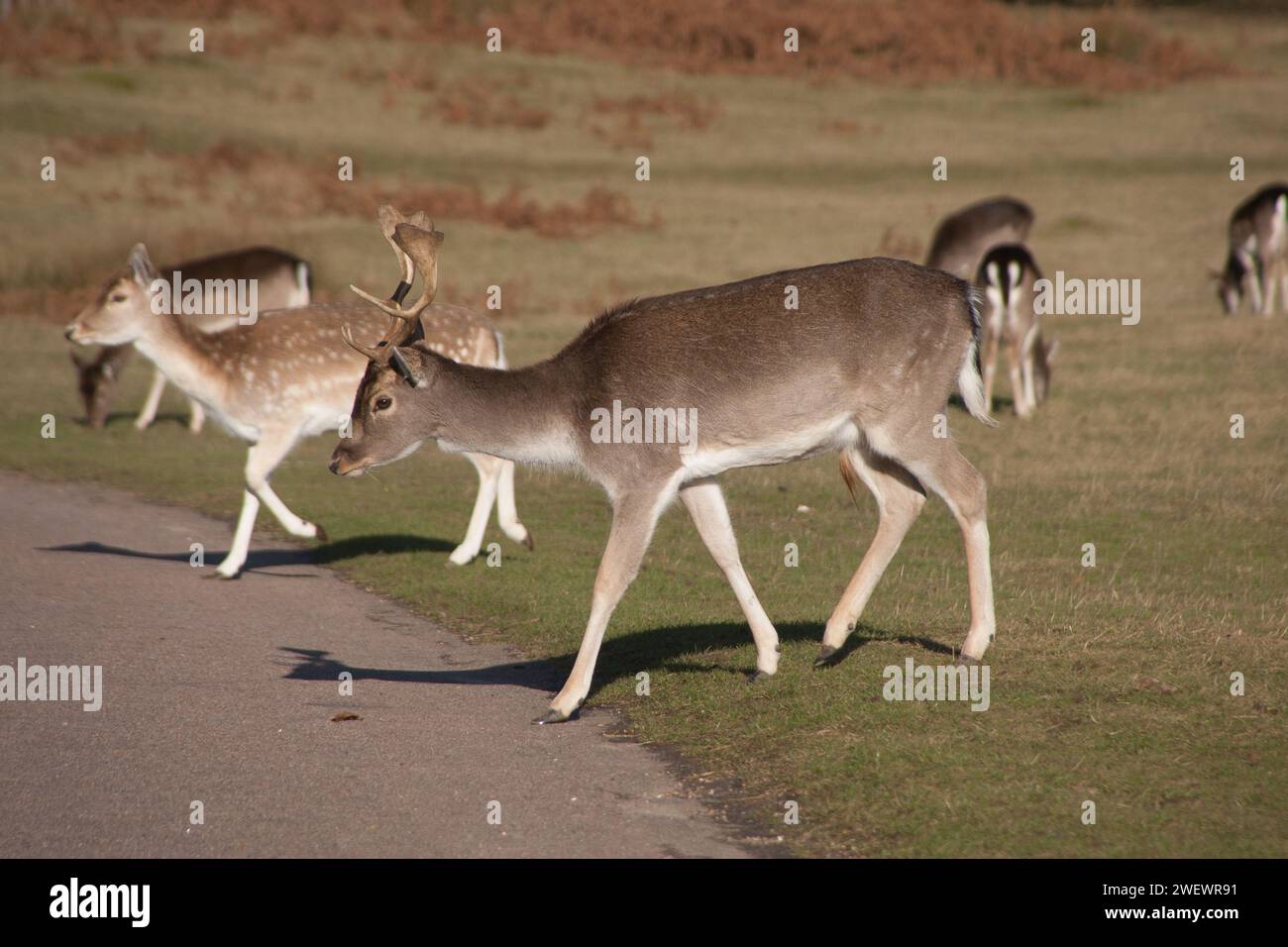 Knole Park Sevenoaks Kent England UK Europe Stock Photo - Alamy