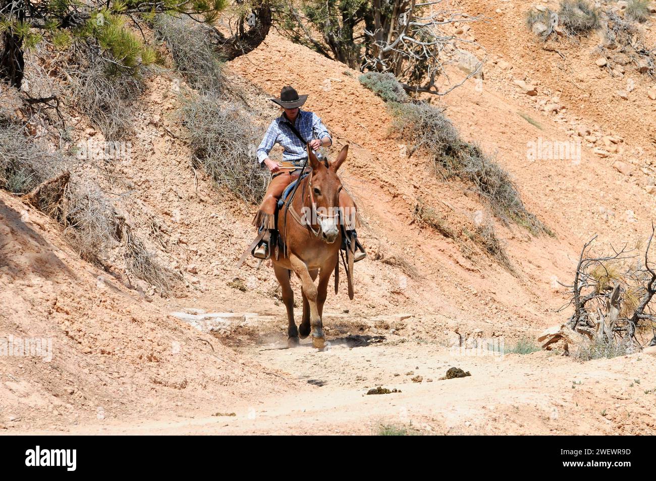 Usa national park ranger hi-res stock photography and images - Alamy