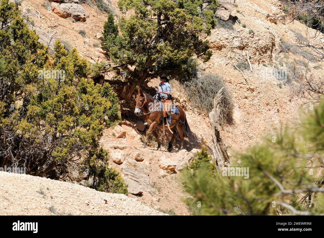 Usa national park ranger hi-res stock photography and images - Alamy