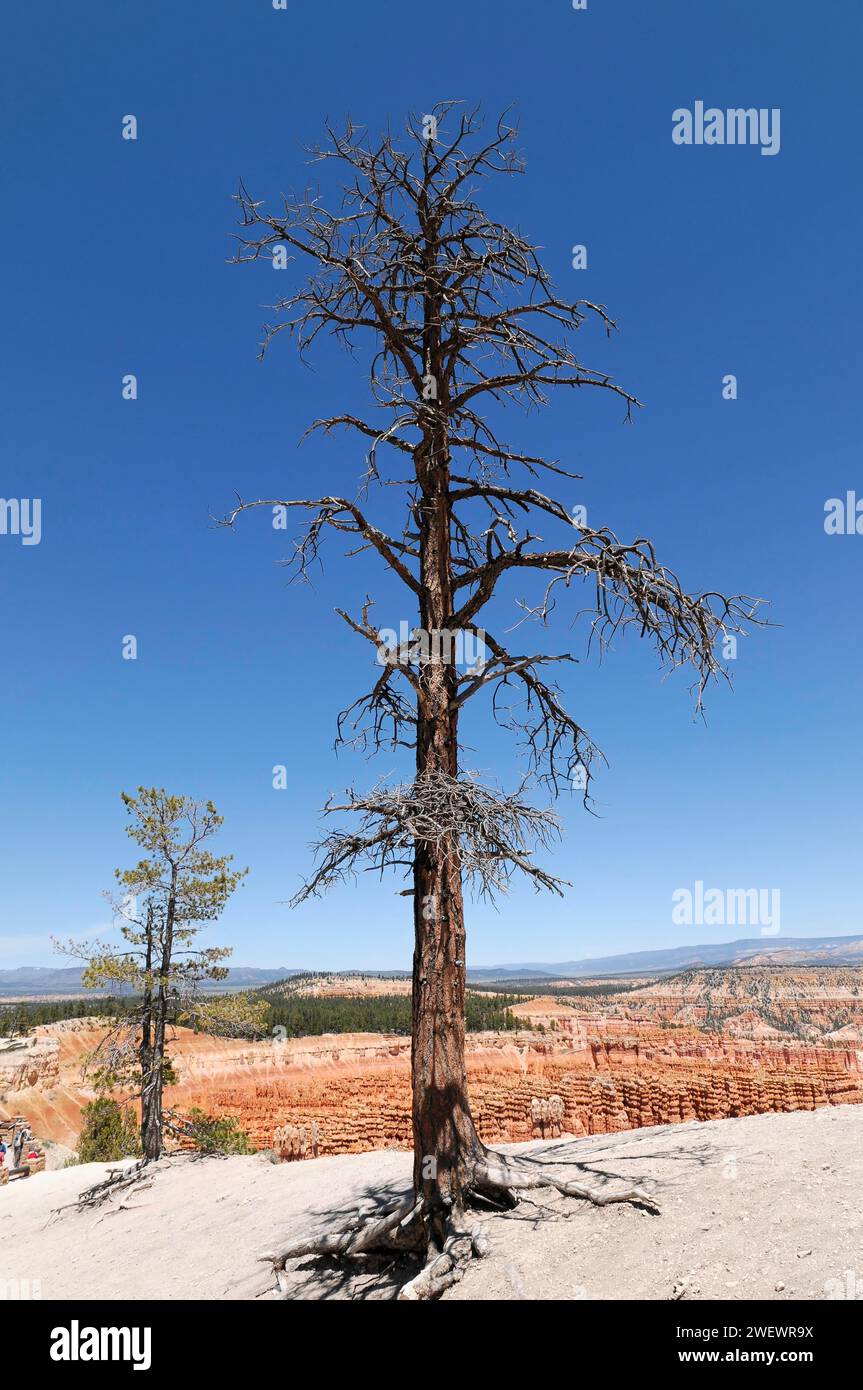 Tree at the canyon rim, Bryce Canyon National Park, Utah, USA Stock ...