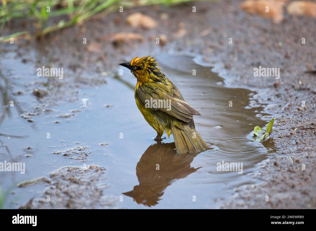 Spectacled weaver (Ploceus ocularis), male bathing in a temporary ...