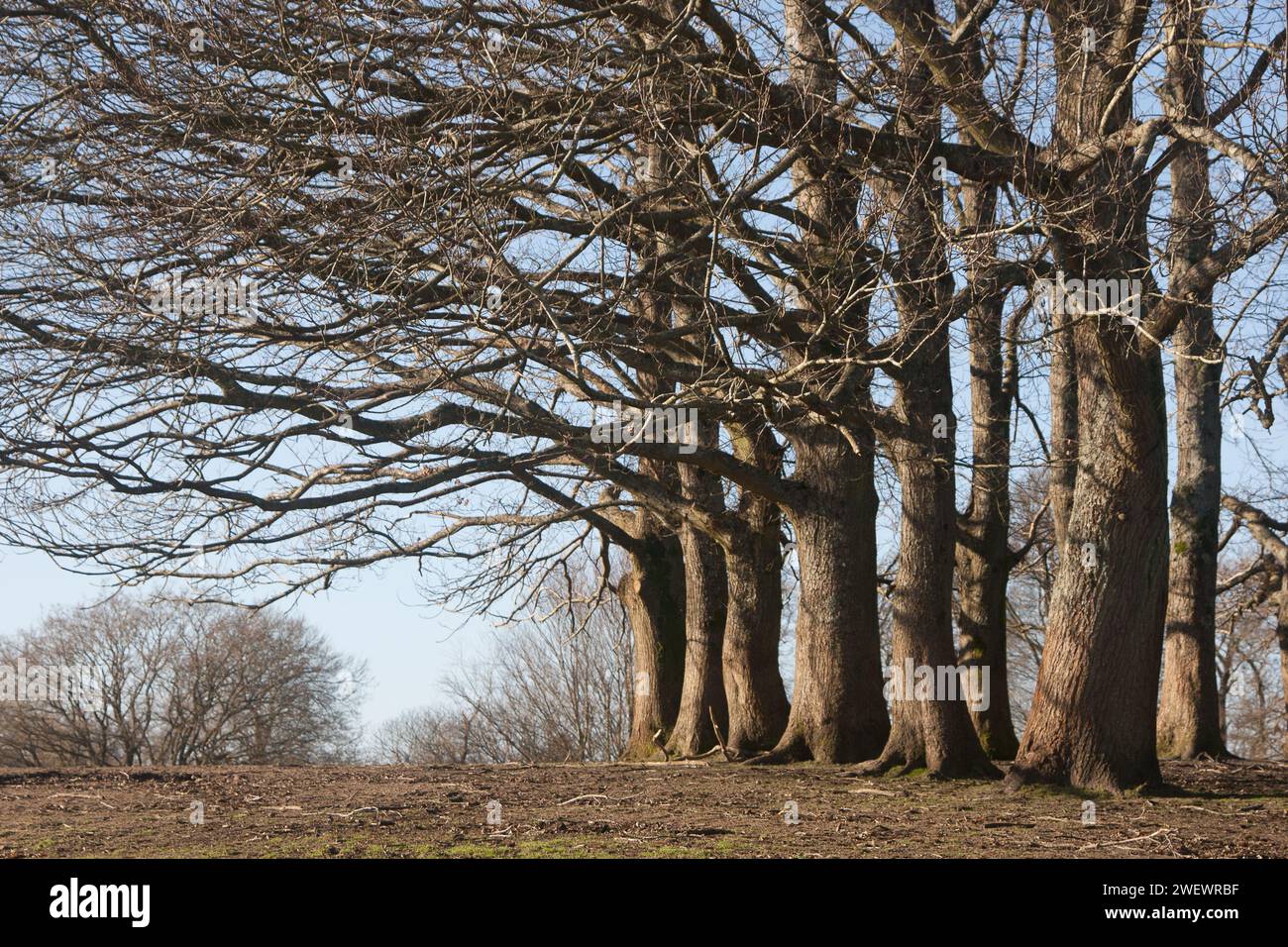 Knole park winter hi-res stock photography and images - Alamy