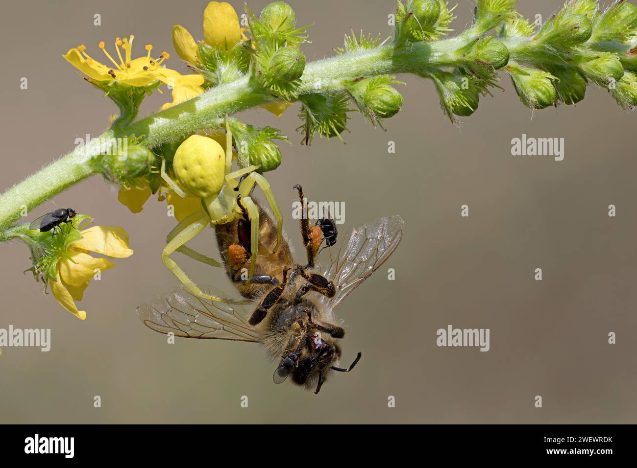 Variable crab spider with prey Stock Photo - Alamy