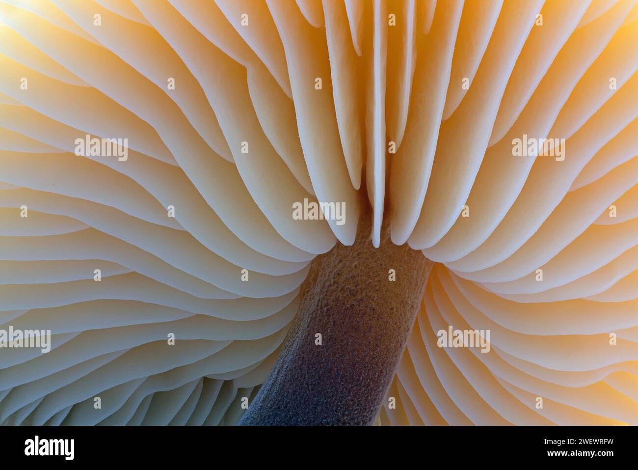 Fungus underside hi-res stock photography and images - Alamy