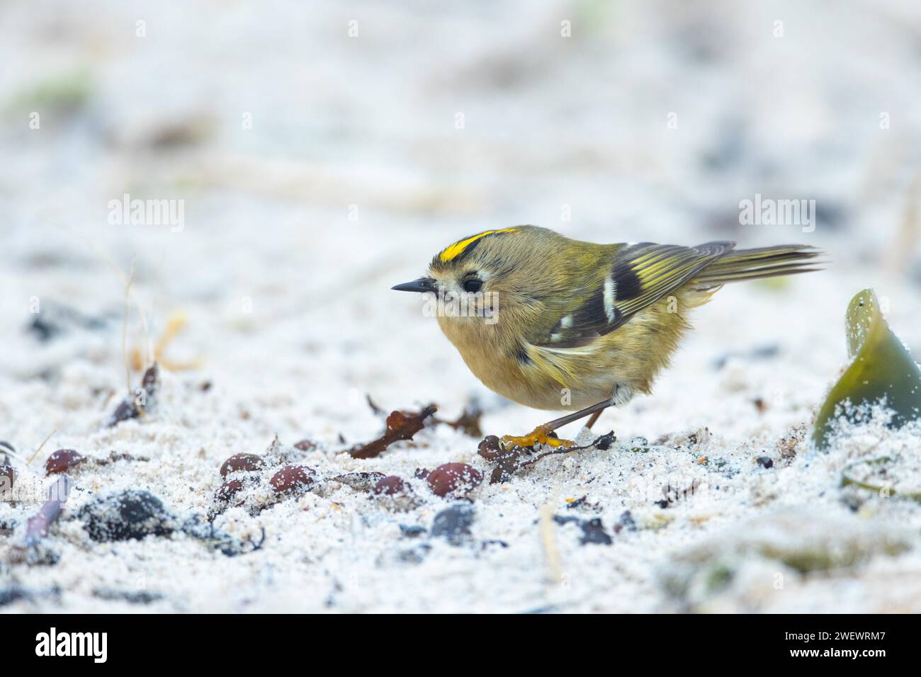 Goldcrest environment hi-res stock photography and images - Alamy