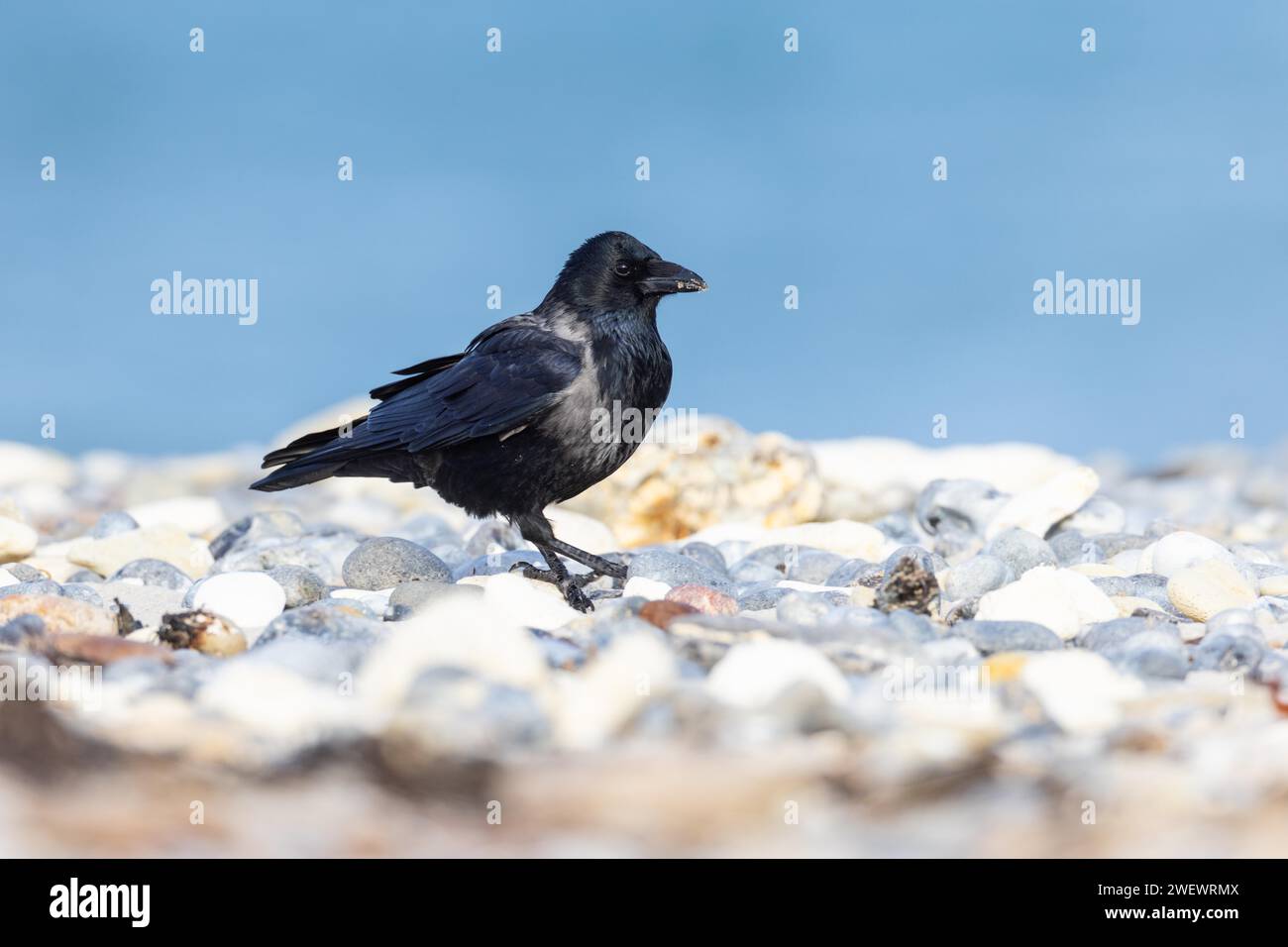 Hooded Crow - Hooded Crow Hybrid Stock Photo - Alamy