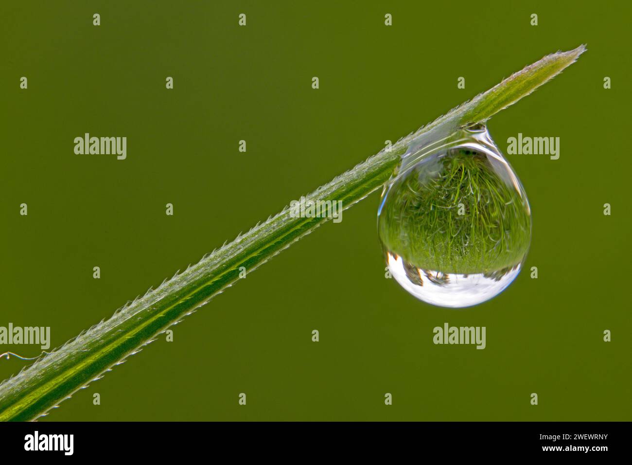 A crystal-clear drop of water hangs from a blade of grass Stock Photo ...