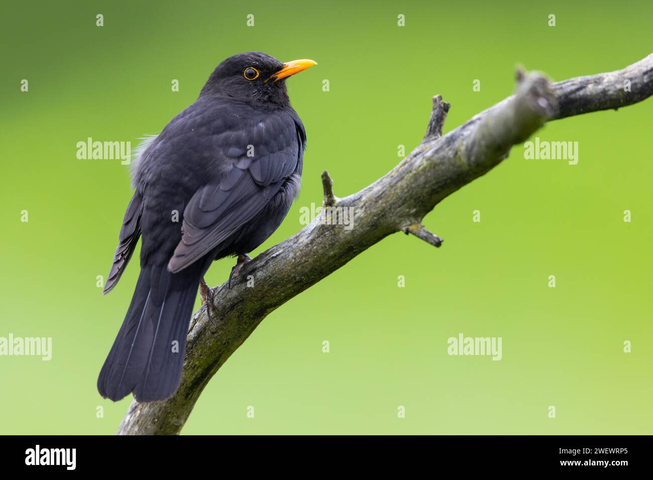 Black blackbird hi-res stock photography and images - Alamy