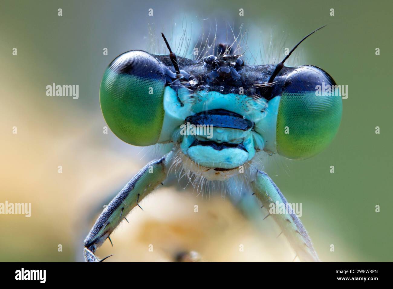 Large damselfly Close-up of the head of a dragonfly with large eyes ...
