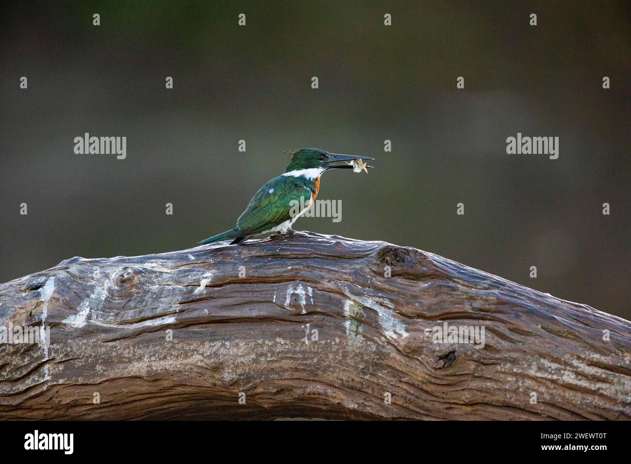 Amazon kingfisher (Chloroceryle amazona) Pantanal Brazil Stock Photo ...