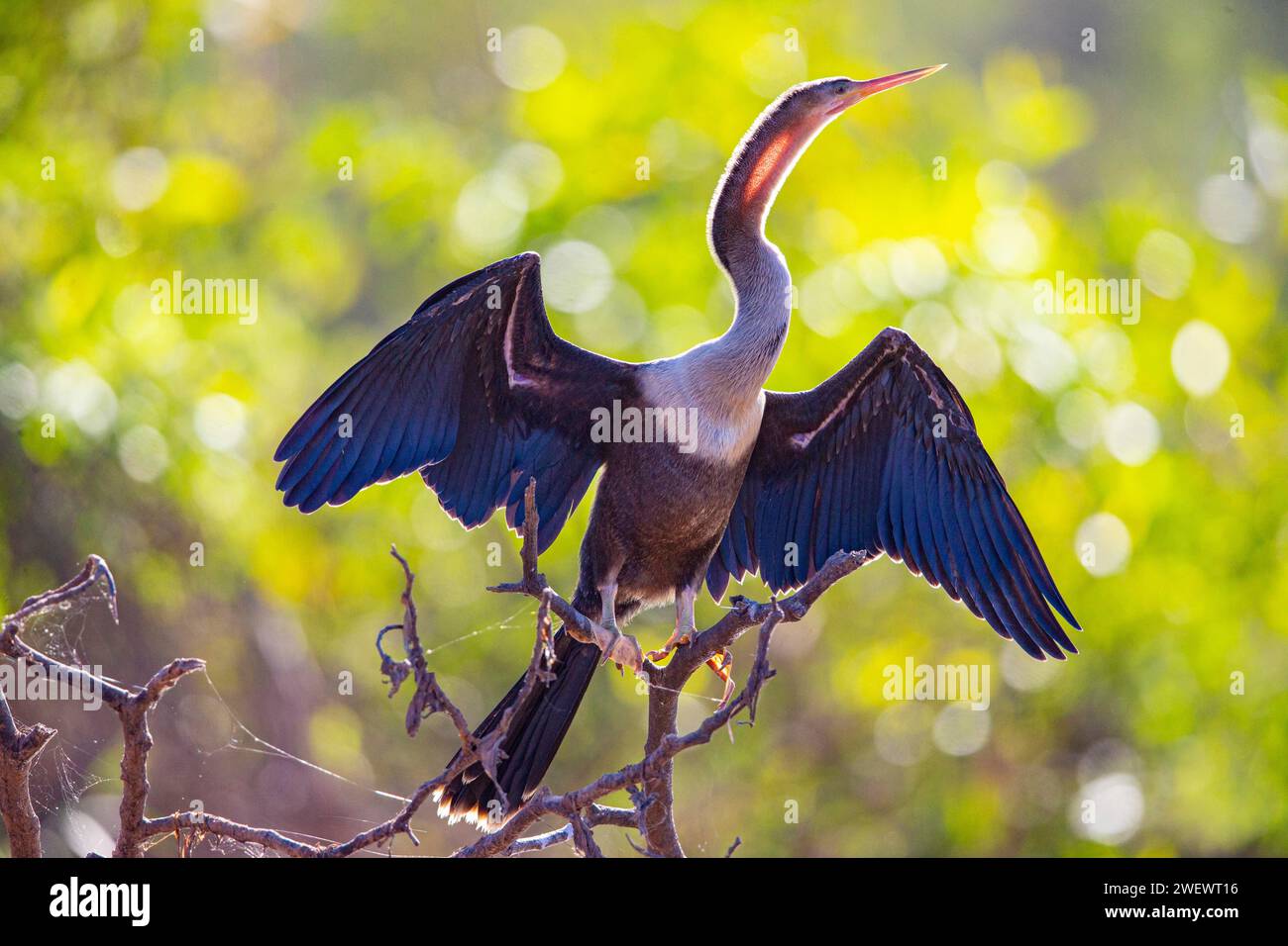 American darter (Anhinga anhinga) Pantanal Brazil Stock Photo - Alamy