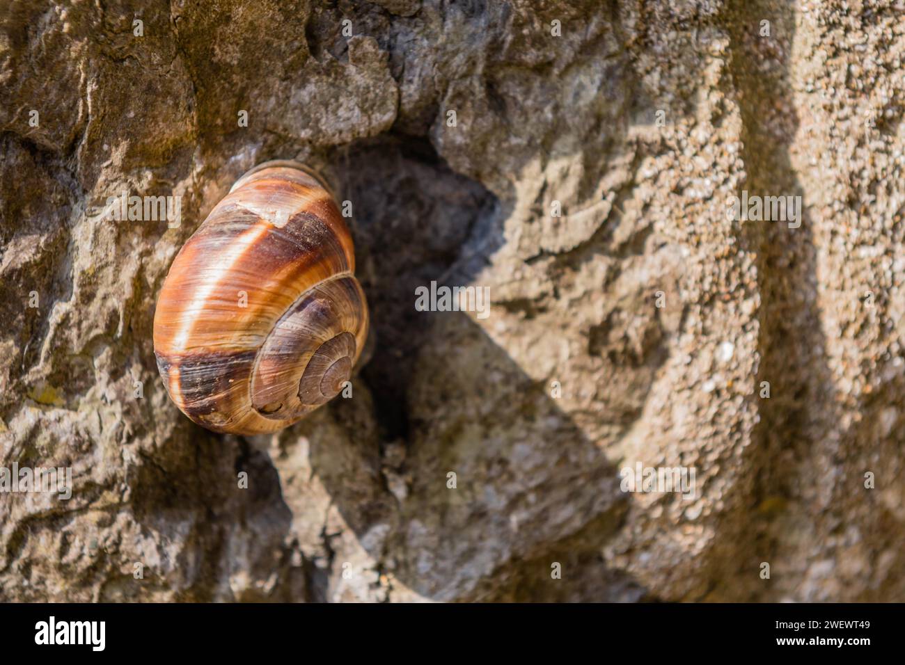 Turkish snail hi-res stock photography and images - Alamy