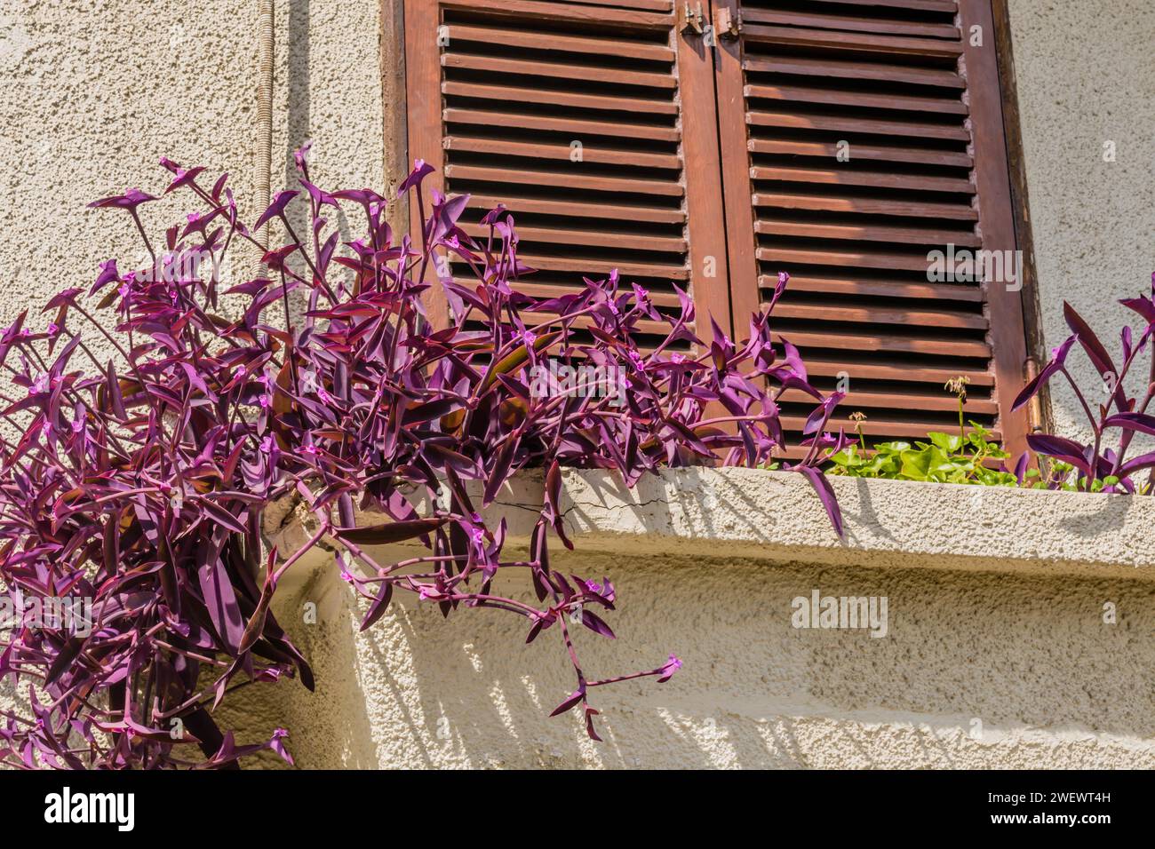 Maroon leaf plant growing in planter box under window shutter in ...