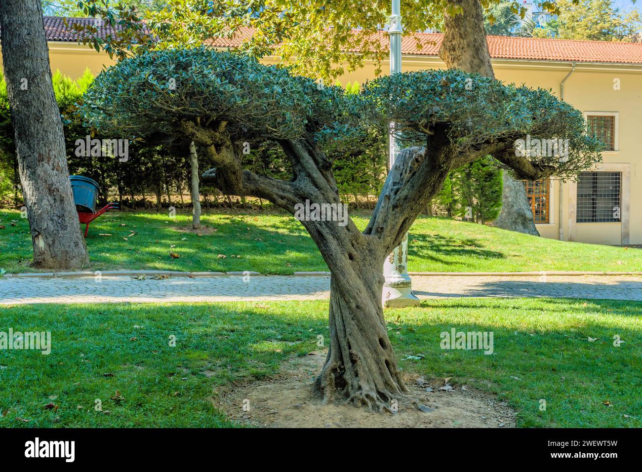 Two trees twisted together and growing as one in public park in ...